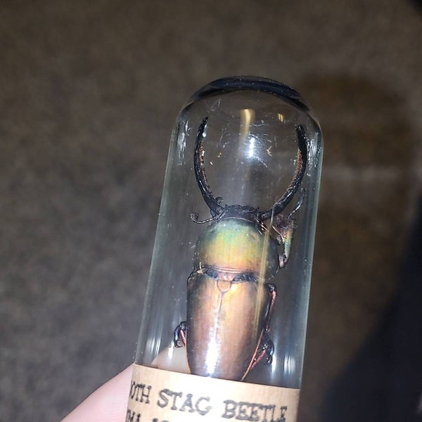 Real, Dried Insect, Beetle, Bug in a Bell Jar, Cloche, Dome Jar ...
