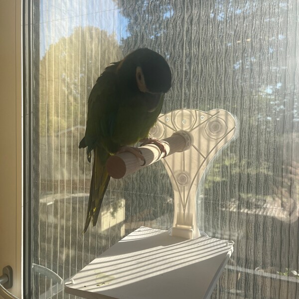 Window Bird Perch Droppings Tray Covers for Our Bird Perch Poo ...