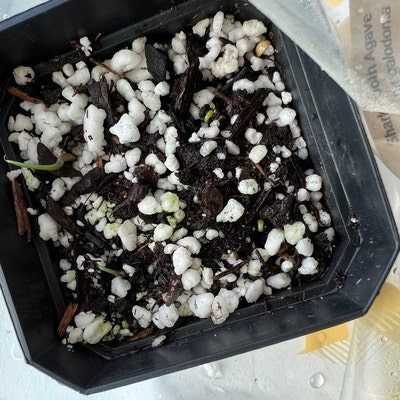 Snake Pod Laranja Nut is the Fruit of the Buriti Palm Buriti Fruit Skin ...