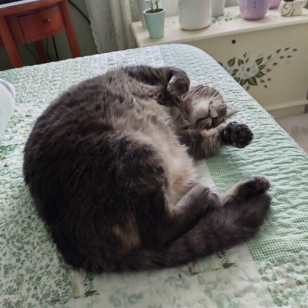 Mini Erasers - Iwako - Dessert - Cake - Food Erasers - Super Cute! - Etsy