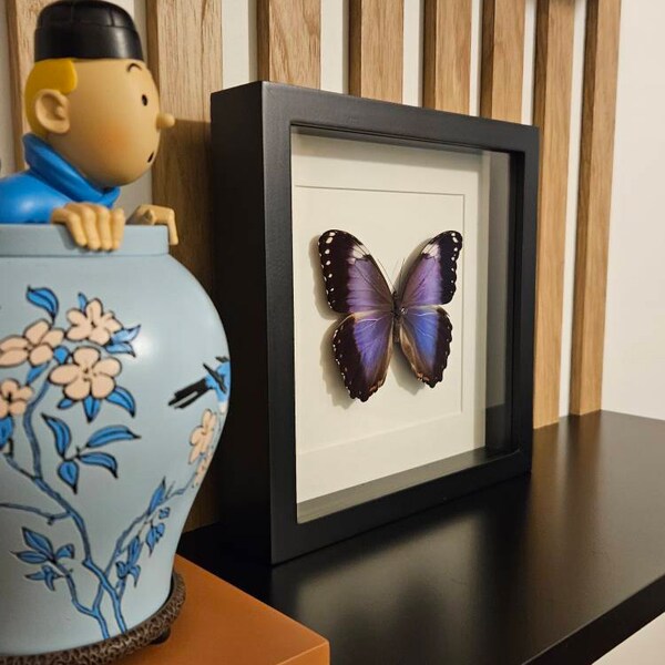 Real Framed Witch Moth Thysania Butterfly Shadow Box Frame Insect ...