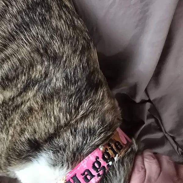 Cute Dog Harness - Personalized Harness - Female Dog Harness ...