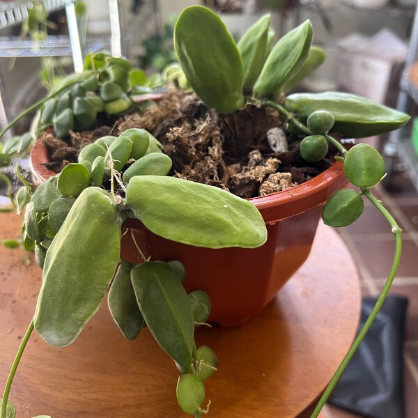 Hoya Bahoi Splash - Etsy