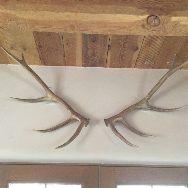 Metal Elk Shed Antler Wall Mount Display. Antler Not Included - Etsy