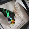 Framed Lanternfly Insect Display Pyrops Pyrorhyncha 6x6 - Etsy