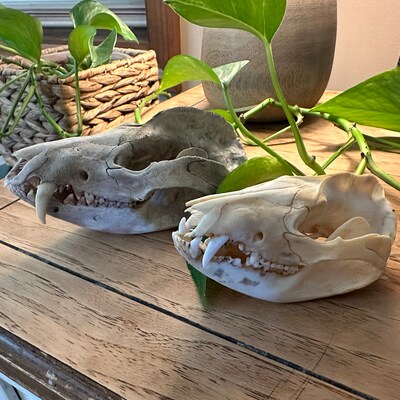 Beaver Skull Lot. Multiple Variations Available - Etsy