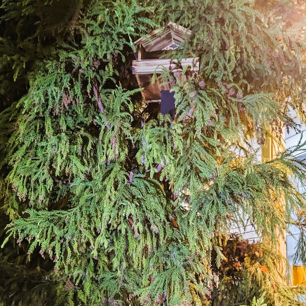 Large Handmade Dove House With Feeding Platform and Torched Finish ...