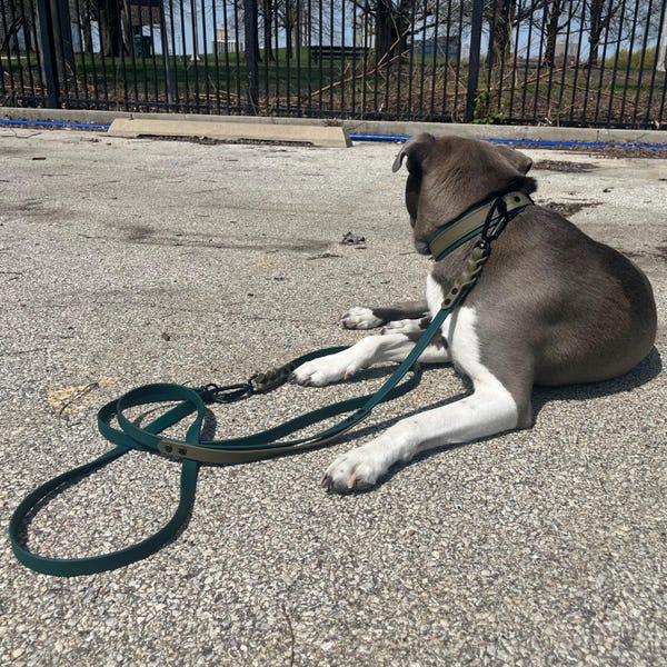 Trailblazer Customizable Braided Biothane® Dog Leash, Dog Lead ...