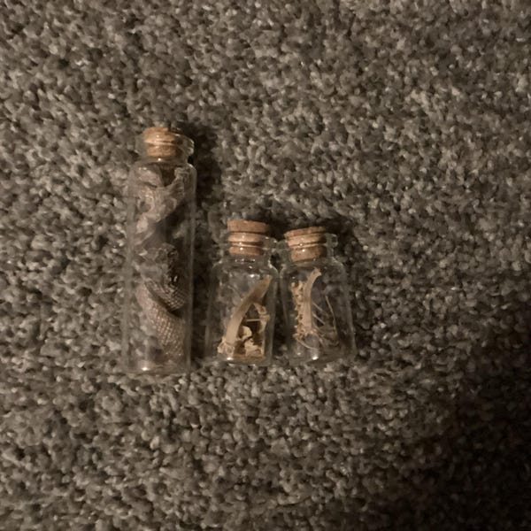 Deathtaxusa • #3634 - Real Animal Freeze Dried Stillborn Neonate ...