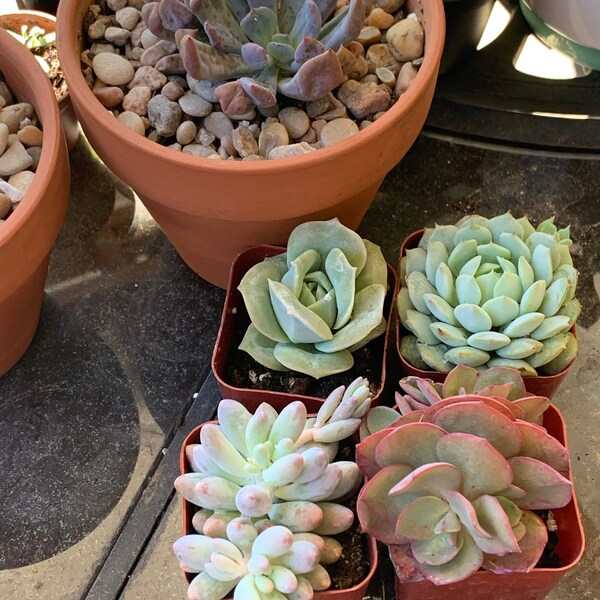 Rosette Succulent Plant--echeveria 'lovely Rose'--rooted in 2" Plant ...