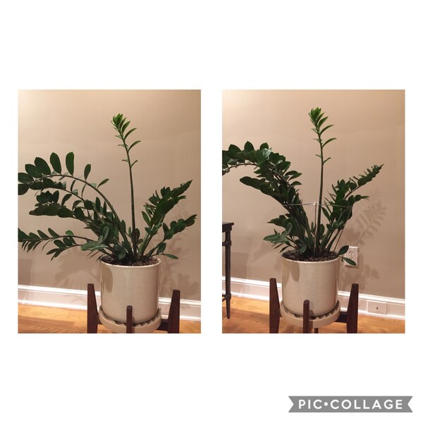 Plant Stands, Half Hoops, Garden Supports 8inx4inx20inches - Etsy