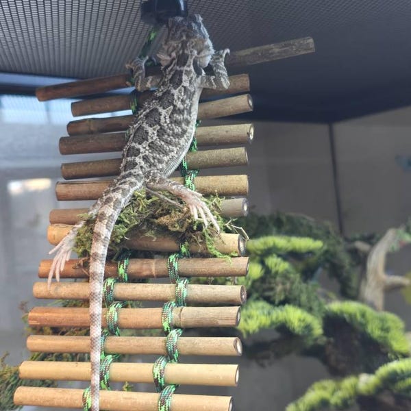Bamboo Bridge- 4" Width - (perfect for Crested Geckos, Leopard Geckos ...