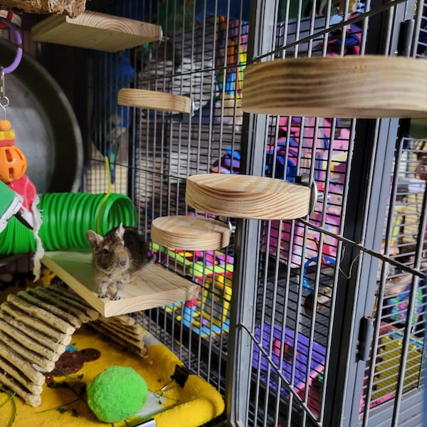 Crazy Critter 11 Pc Kiln Dried Pine Chinchilla//rat//degu//squirrel ...