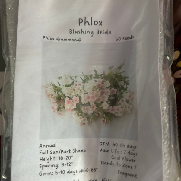 Phlox Blushing Bride 50 Seed Packet Pink and White Delicate Annual ...