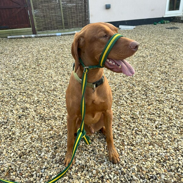 Pow Graffiti Dog Bandana Collars Leads Harnesses and More Fully ...