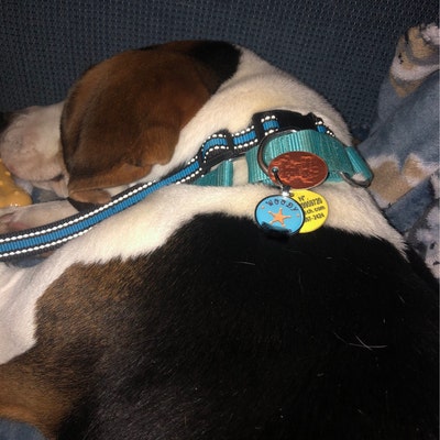 Pet ID Tag hola Me Llamo Dog Tag Cat Tag Pet Tag - Etsy