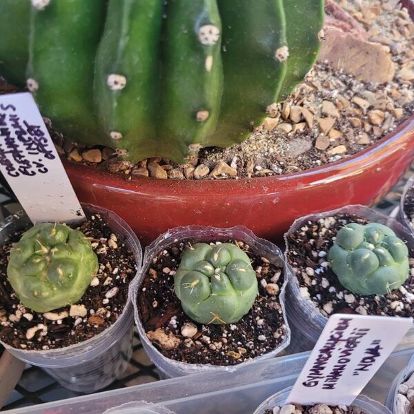 Rare Cactus - Coryphantha Elephantidens Cv. Inermis Offset (1”), Live ...