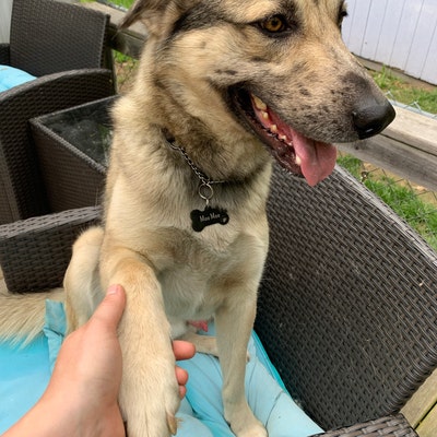 Engraved Dog Tag, Rose Gold Dog Tag Personalized, Dog Name Tag, Custom ...