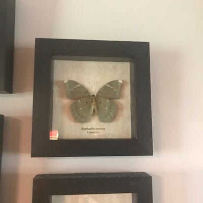 Real Rare Kaiser-i-hind Swallowtail Butterfly Framed Taxidermy ...
