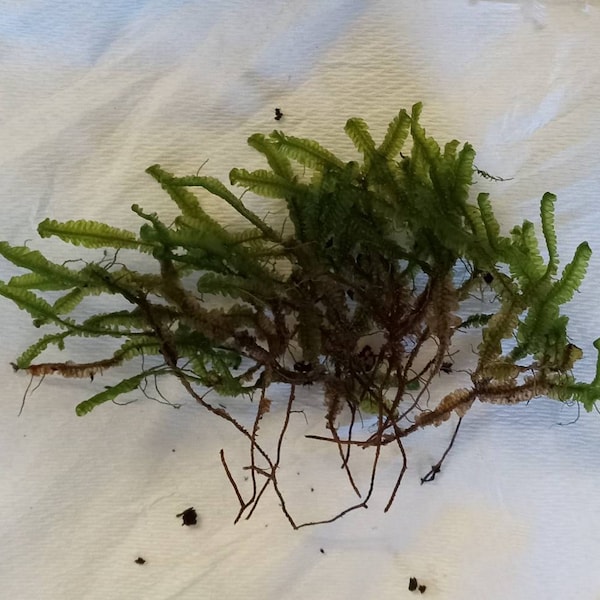 Rare Liverwort, Bazzania Trilobata, Greater Whipwort, Threelobed ...