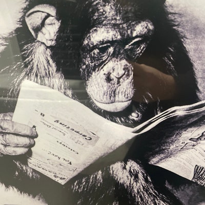 Monkey Chimpanzee Reading Newspaper Print Black and White - Etsy