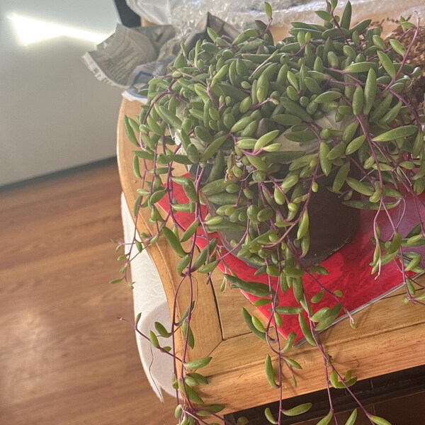 String of Ruby - Othonna Capensis - Succulent House Plant - Rare ...