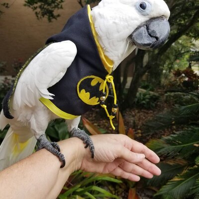 Red Feather Protector for Plucking Parrots/birds Bespoke Babesinthehood ...