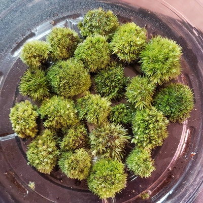 Cushion Moss Pillow Moss Pads 20 Teeny Button Size for Terrarium, Fairy ...