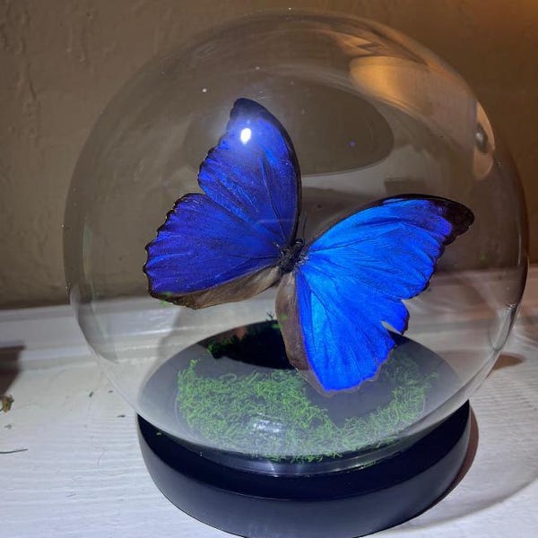 Preserved Blue Morpho Menelaus Butterfly in Glass Dome - Etsy