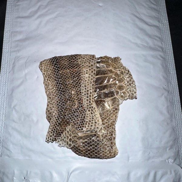 Snake Skin Shed Boa Constrictor - Etsy