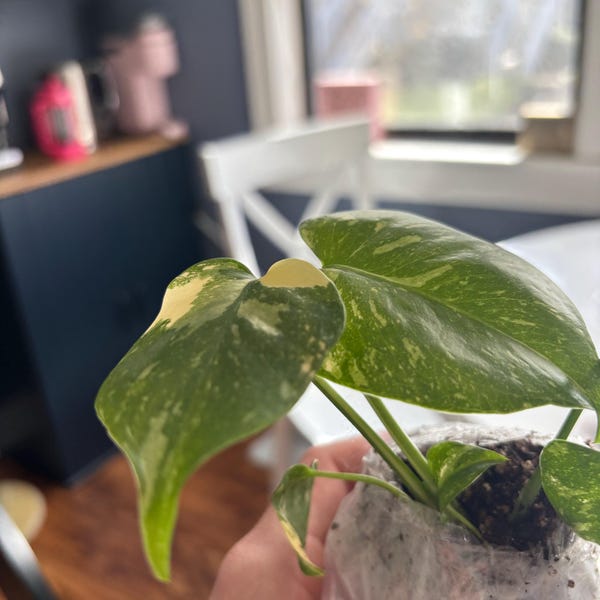 Philodendron Paraiso Verde Variegated - Etsy