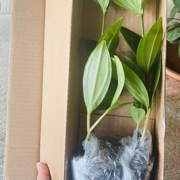 Royal Glow Magnifica Medinilla Plant~~live Well Rooted Starter Plant ...