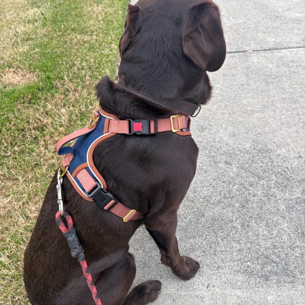 DOG HARNESS | Candy Sky Butterfly - Pink Butterflies | Neck Adjustable ...
