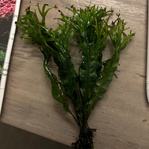 Alternanthera Reineckii var 'roseafolia' BUY3GET1FREE Live Aquarium ...