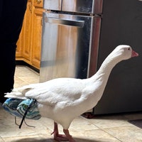 High Quality ORIGINAL - Duck Chicken Goose Diaper Harness - Adjustable ...