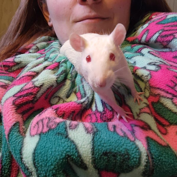 Ratoob, Doggone Adorable Scottie Dogs Black and Gray Outline and Teal ...