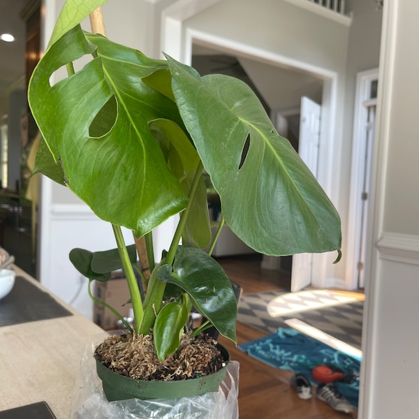Monstera Deliciosa Tropical Split Leaf Plant | Live Indoor & Outdoor ...
