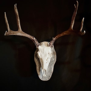 Barn Wood European Mount Plaque - Etsy