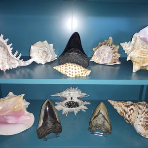 Brown Turkey Wing Seashells Ark Shells Arca Zebra Coastal | Etsy