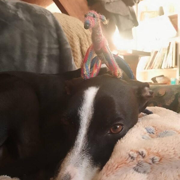 Lurcher Fluffy Scruffy Hairy Hand Knitted Sighthound Silver Light Grey ...