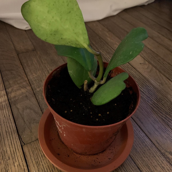 Monstera Big Form Original Deliziosa Giant Version original de hoja ...