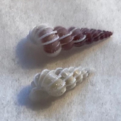 Sanibel Island Spiny Jewel Box - Etsy