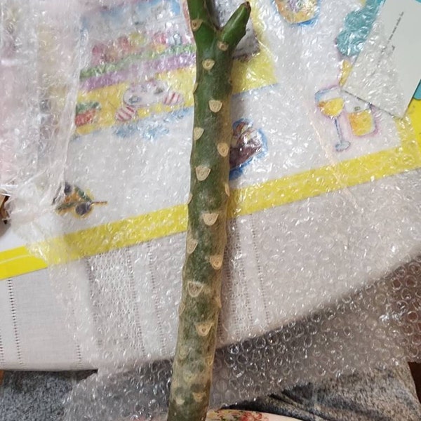 Mexican Feather Grass - Delicate, Wispy Ornamental Grass - 8 Inch ...