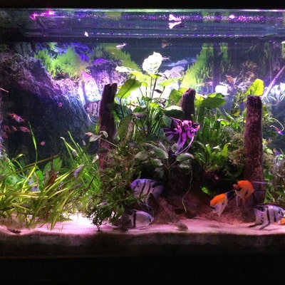 Aquarium / Terrarium Background / Rocky With Plants - Etsy