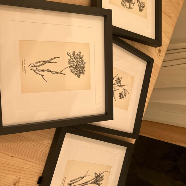 BRITISH BIRDS PRINTS Set of 4 Vintage Style Prints Botanical Poster ...
