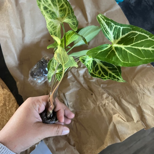 Syngonium Batik Starter Plant (all Starter Plants Require You to ...