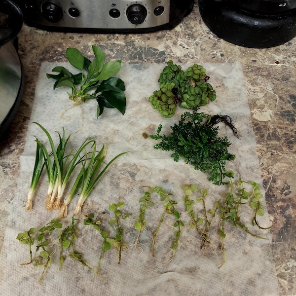 Bolbitis Difformis Mini - Baby Leaf Fern Potted, Live Aquarium Plants ...