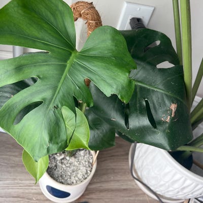 Monstera Deliciosa Tropical Split Leaf Plant 6 Inch Pot Indoor ...