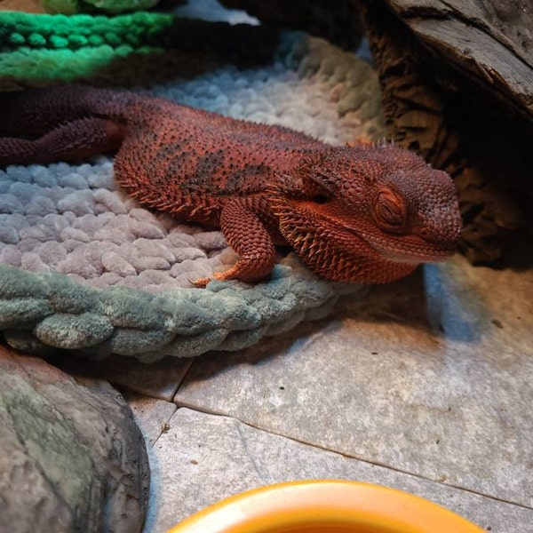 Small Reptile Beds for Leopard Geckos - Etsy