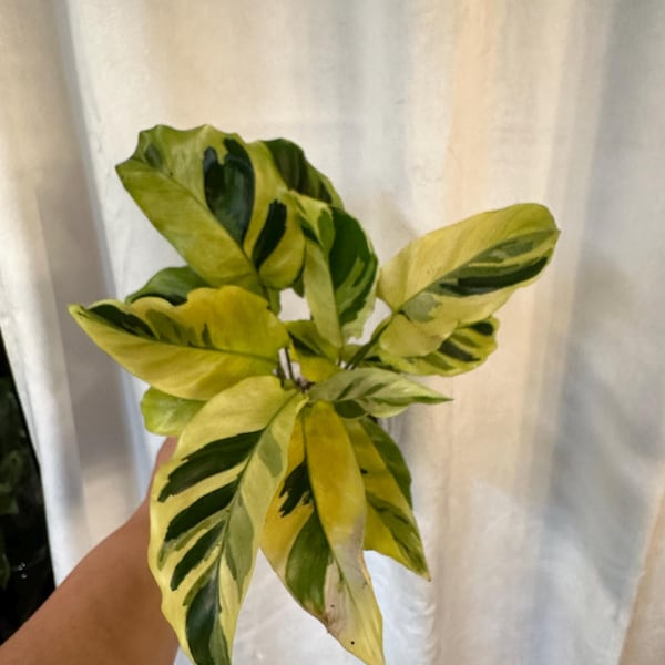 Calathea Yellow Fusion - Live Tropical Indoor Houseplant – Low ...